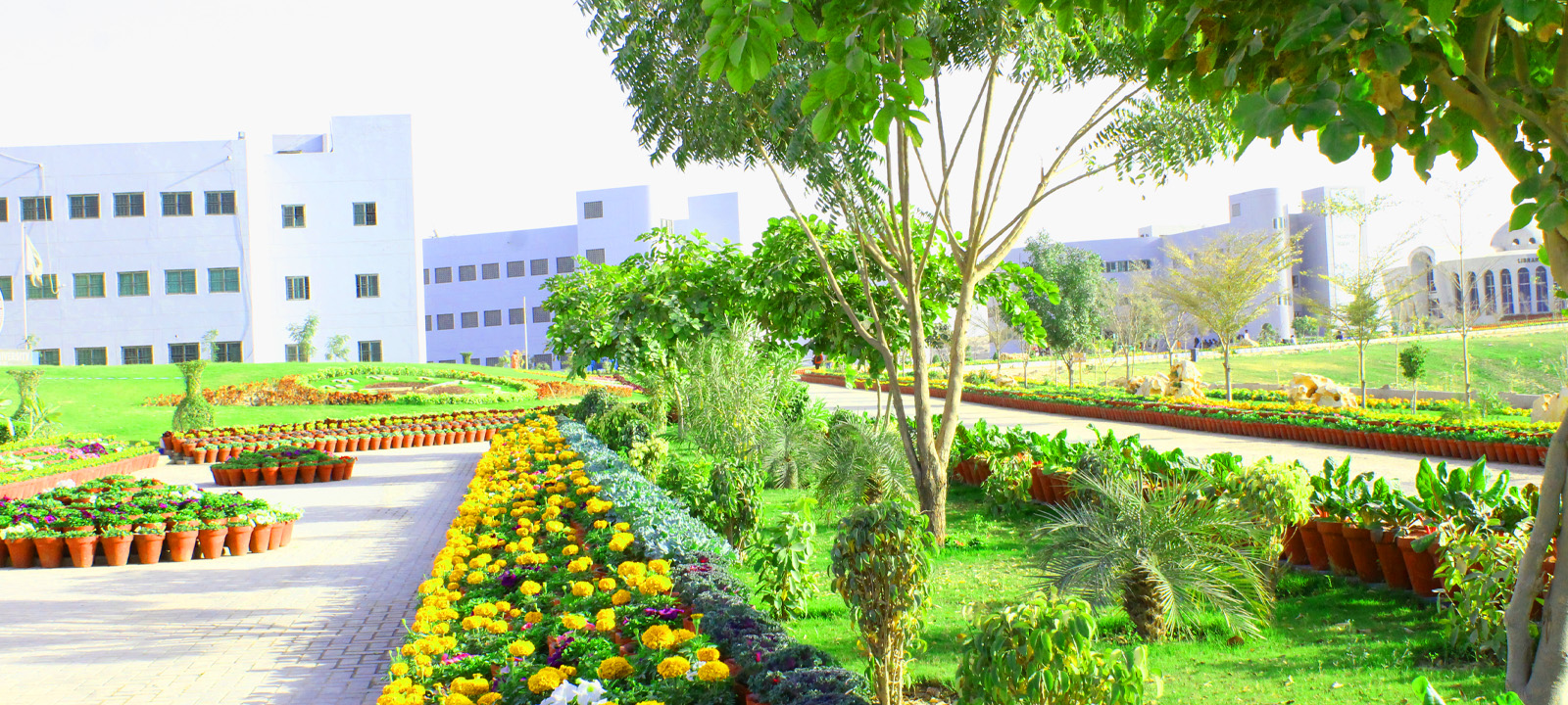 Aror University - Home